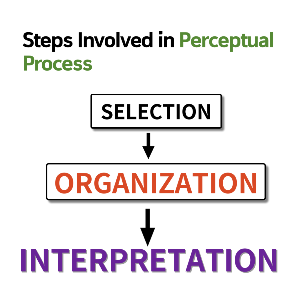Step 2 Perceptual Process Diagram Perception Basics